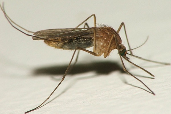 Pernilongo doméstico tem potencial de transmissão de Zika — Setor Saúde